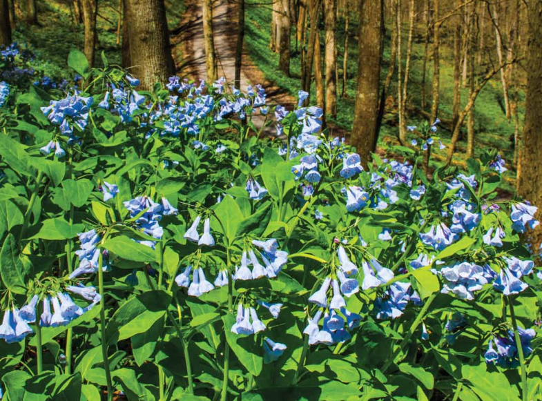 WVDEP's 2025 Roadsides in Bloom calendar now available to order