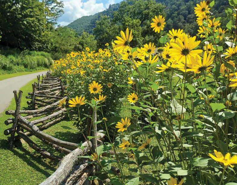 WVDEP's 2025 Roadsides in Bloom calendar now available to order