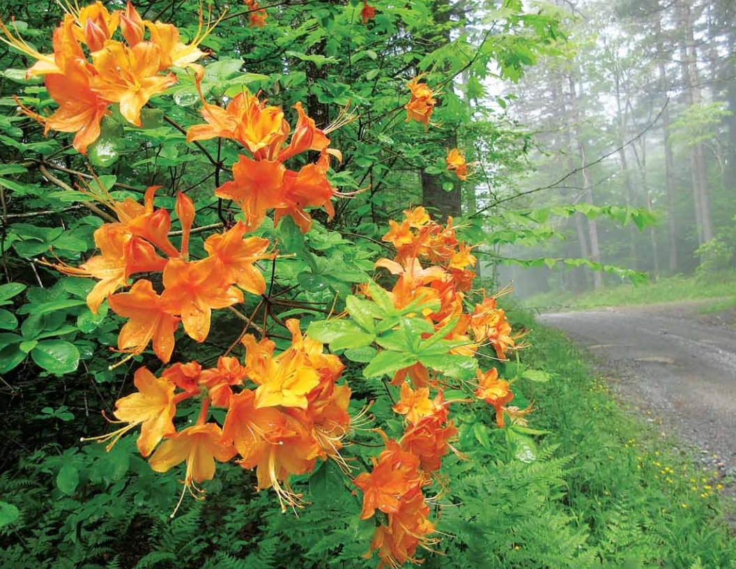 WVDEP opens 2025 Roadsides in Bloom Photo Contest
